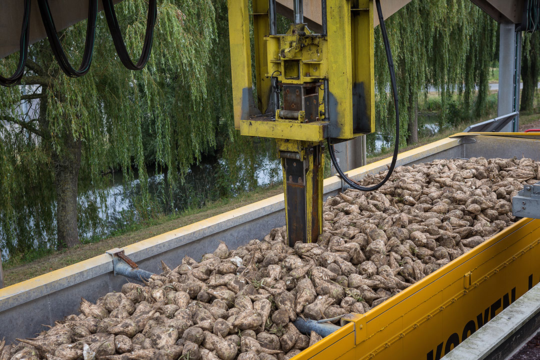 Adviesbureau: bietsuiker duurzamer dan rietsuiker - Eiwit Trends
