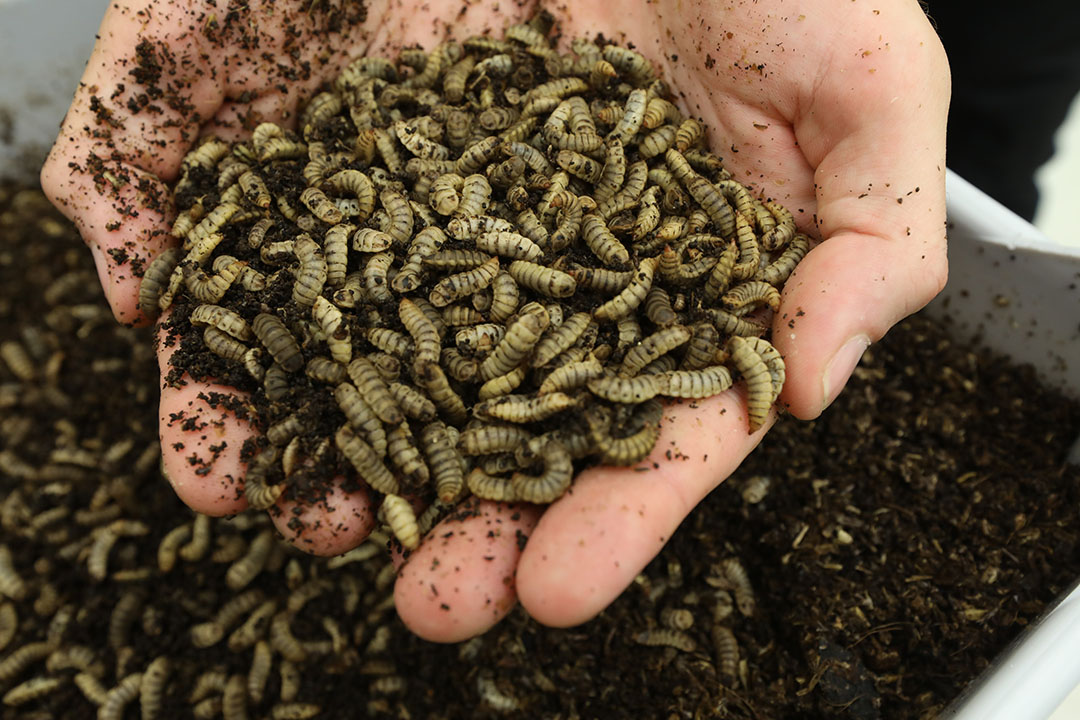 ADM gaat ’s werelds grootste insectenkwekerij bouwen - Eiwit Trends
