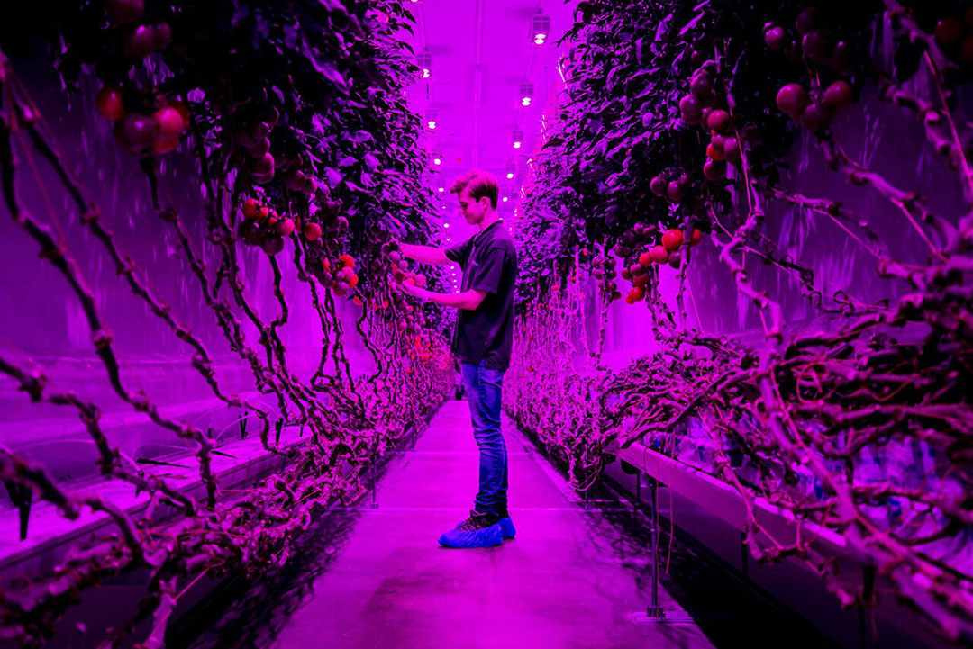 PlantLab opent locatie stadslandbouw in de VS - Eiwit Trends