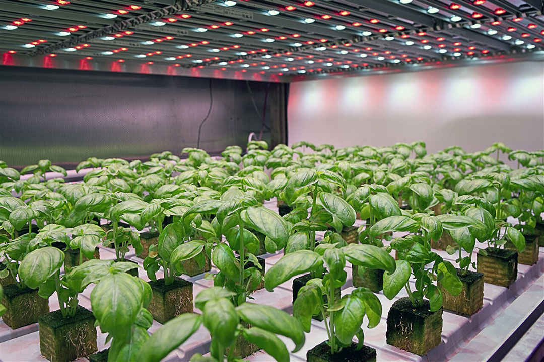 Vertical farming: lange weg van hype naar volwassenheid - Eiwit Trends