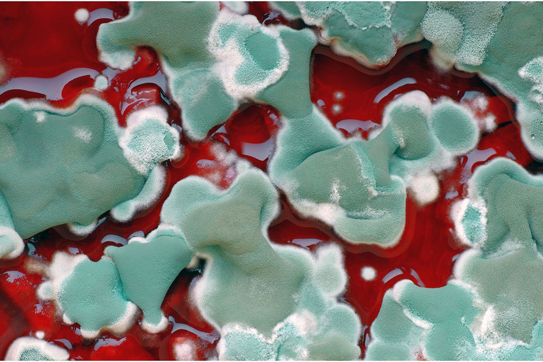 Inspraakronde voor nieuwe norm gisten en schimmels