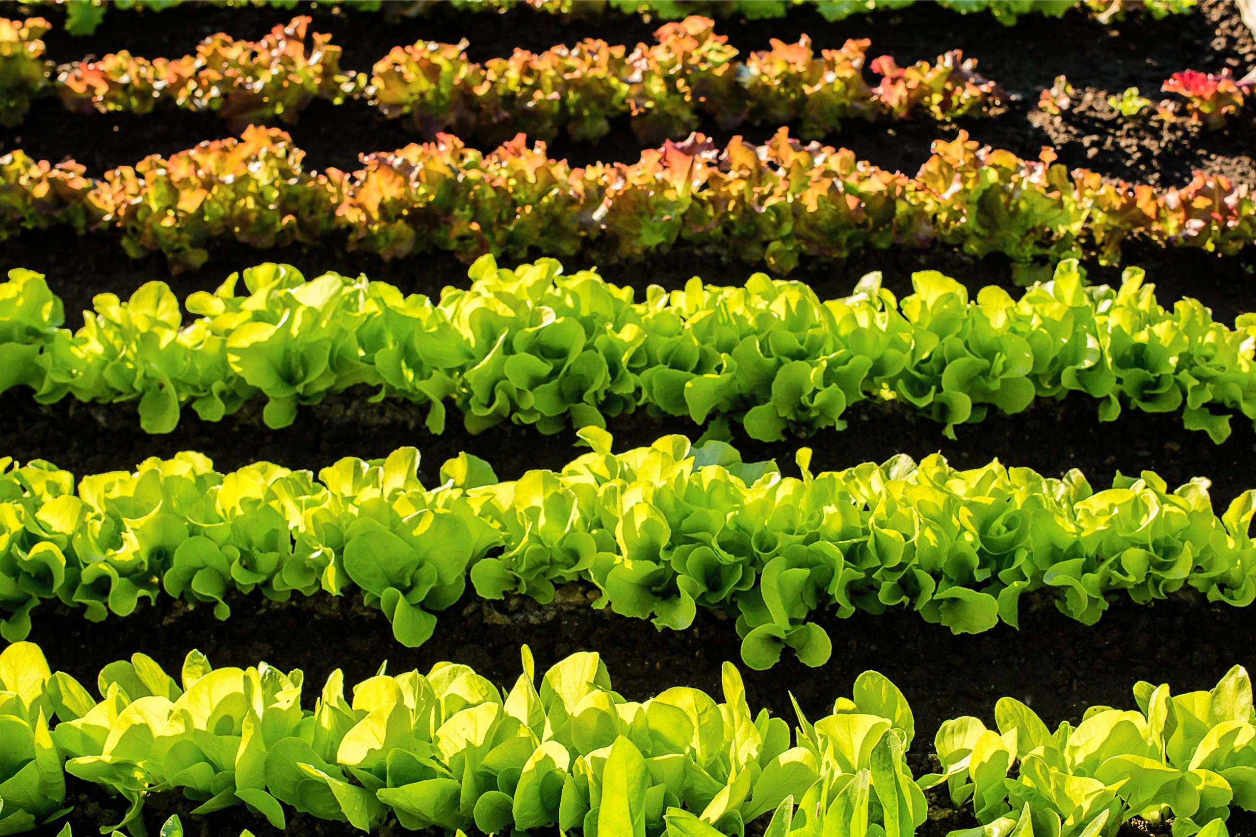 Nederlands verticalfarmbedrijf Growy neemt twee locaties over - Eiwit ...