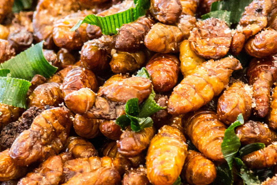 Insecten eten is politiek geworden - Eiwit Trends