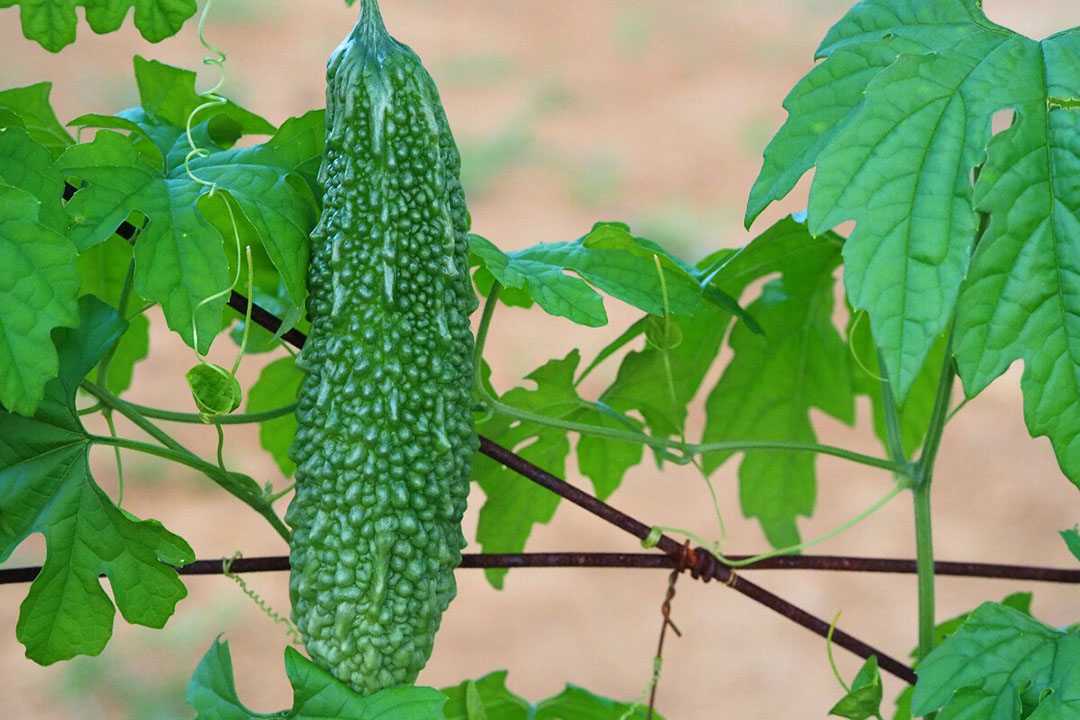 Aansluiten bij lokale smaken - Eiwit Trends