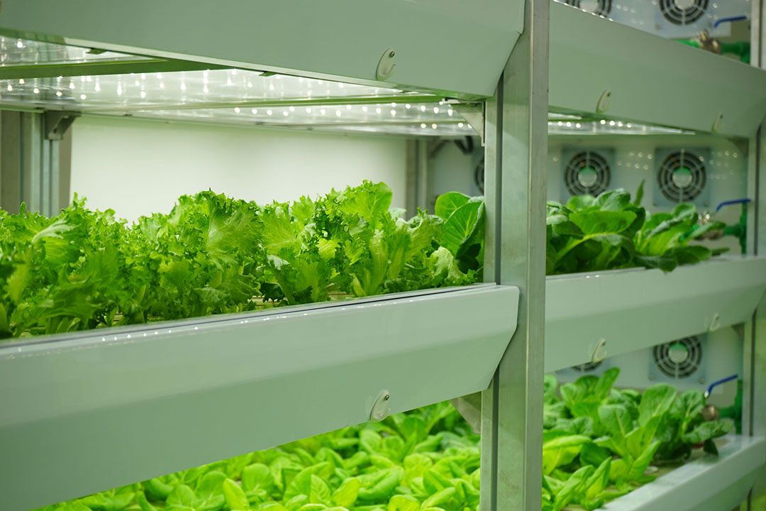 Centrum voor vertical farming mogelijk in Amsterdam - Eiwit Trends
