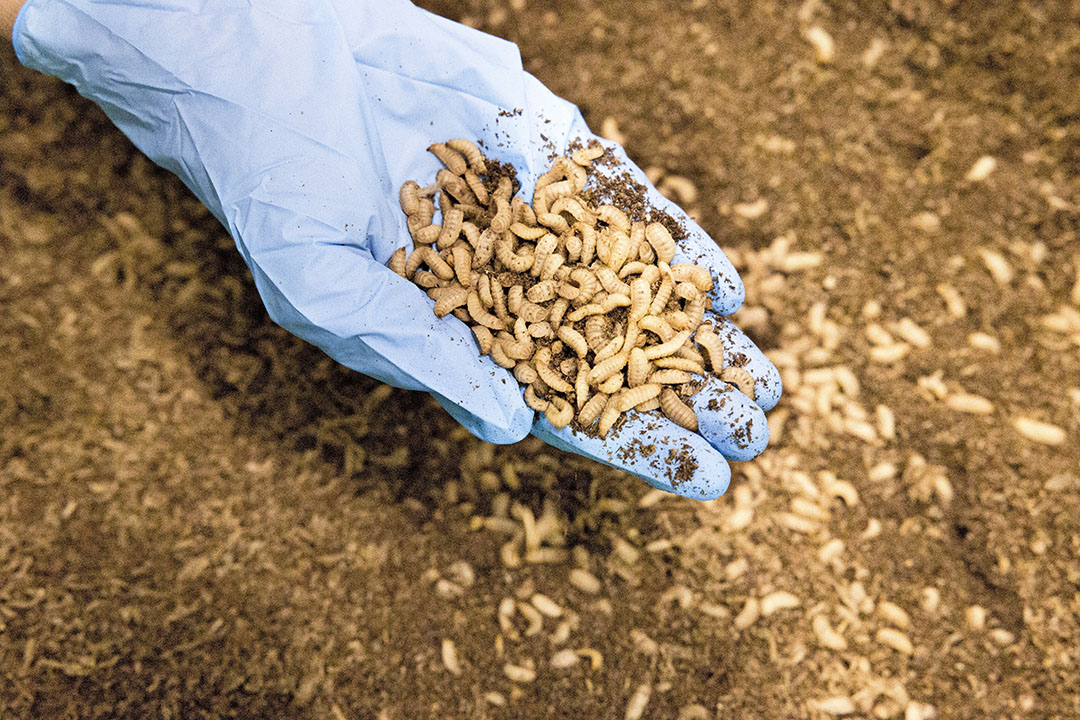 Insectenkwekerij maakt na 15 jaar ontwikkeling grote stappen - Eiwit Trends