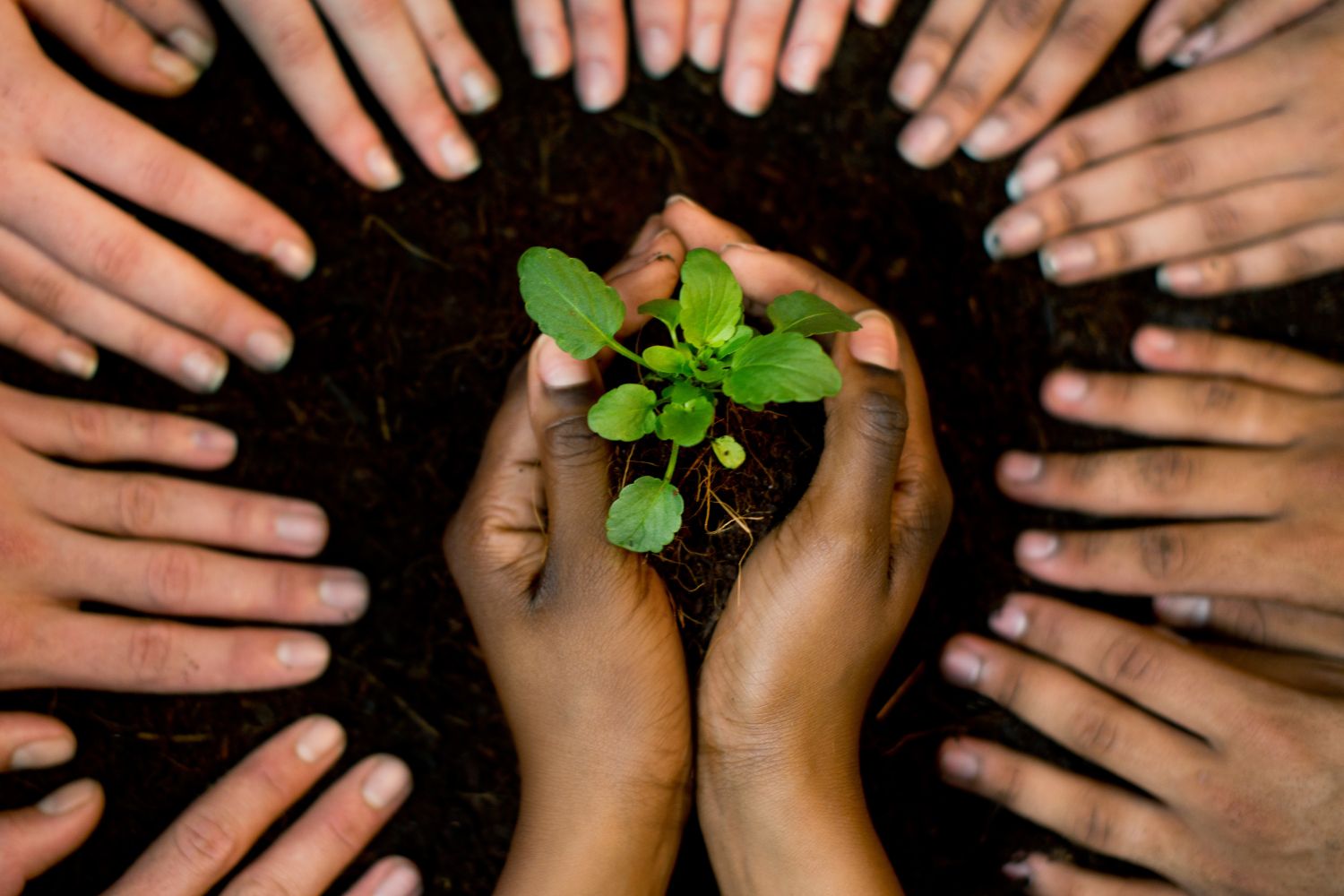 Next Food Collective gelanceerd: verduurzaming versnellen - Eiwit Trends