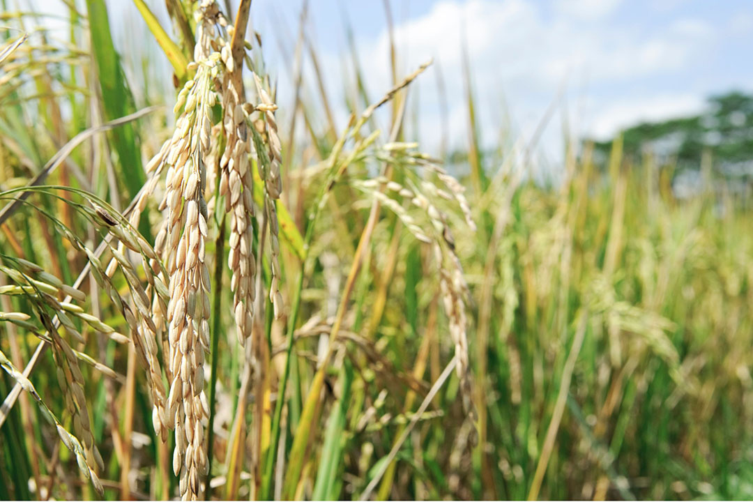 Proef: rijstteelt op Europese veengrond geen succes - Eiwit Trends