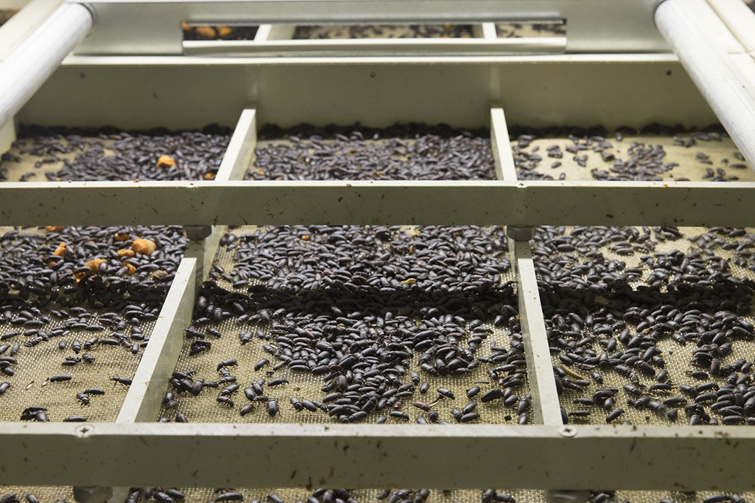 Ook insectenkweek bron van zoönosen