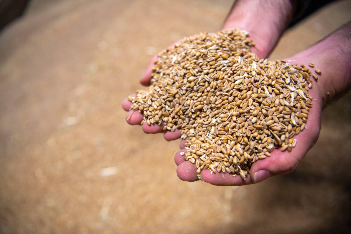 Graan als eiwitbron sterker in de markt zetten - Eiwit Trends